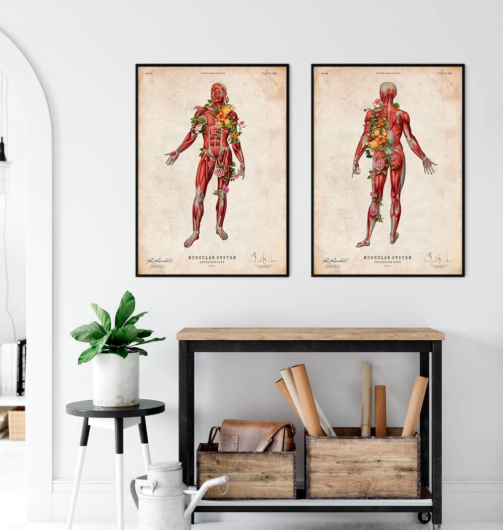 Muscles anatomy art - Codex Anatomicus