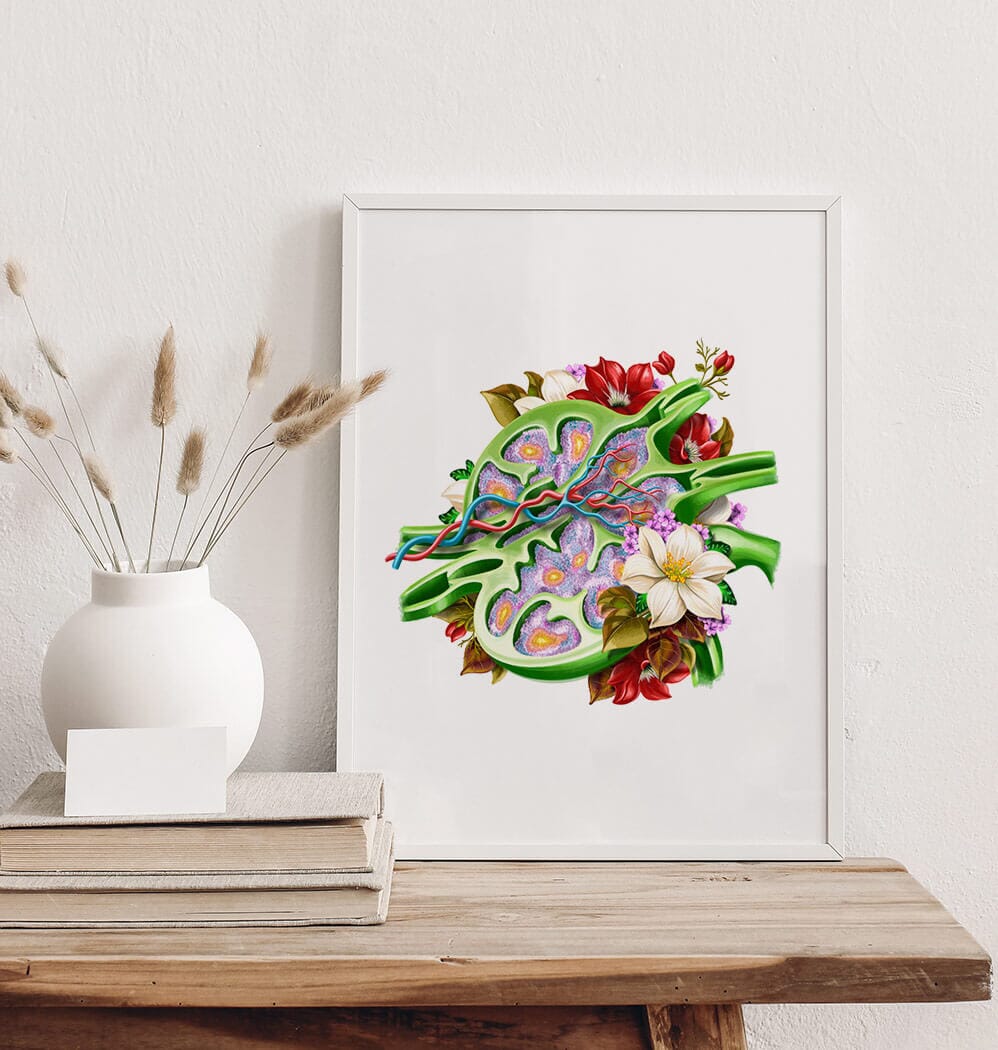 Lymph Node Art Print Codex Anatomicus 5099