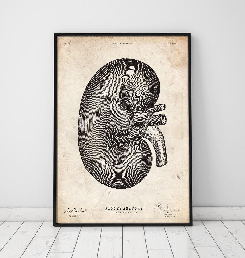 Kidney anatomy art poster - Codex Anatomicus