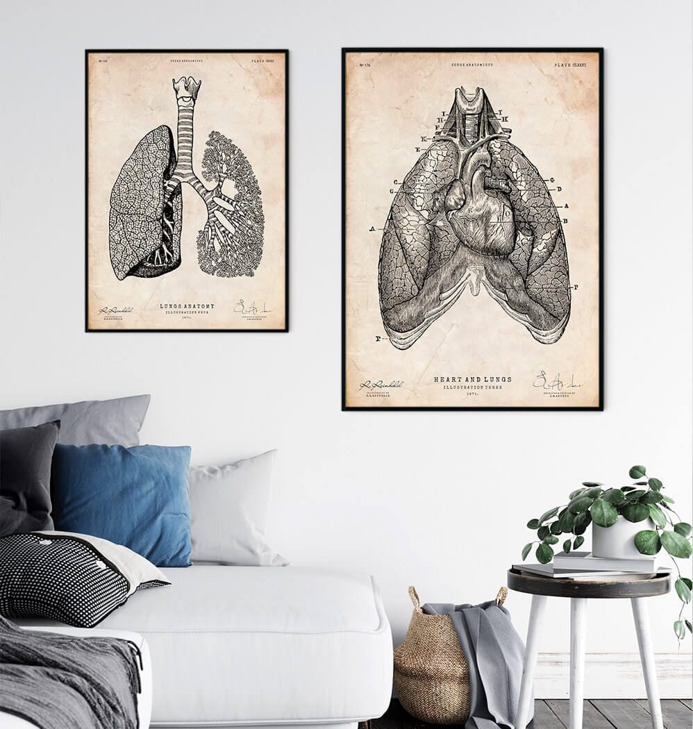 Heart and Lungs anatomy art poster – Codex Anatomicus