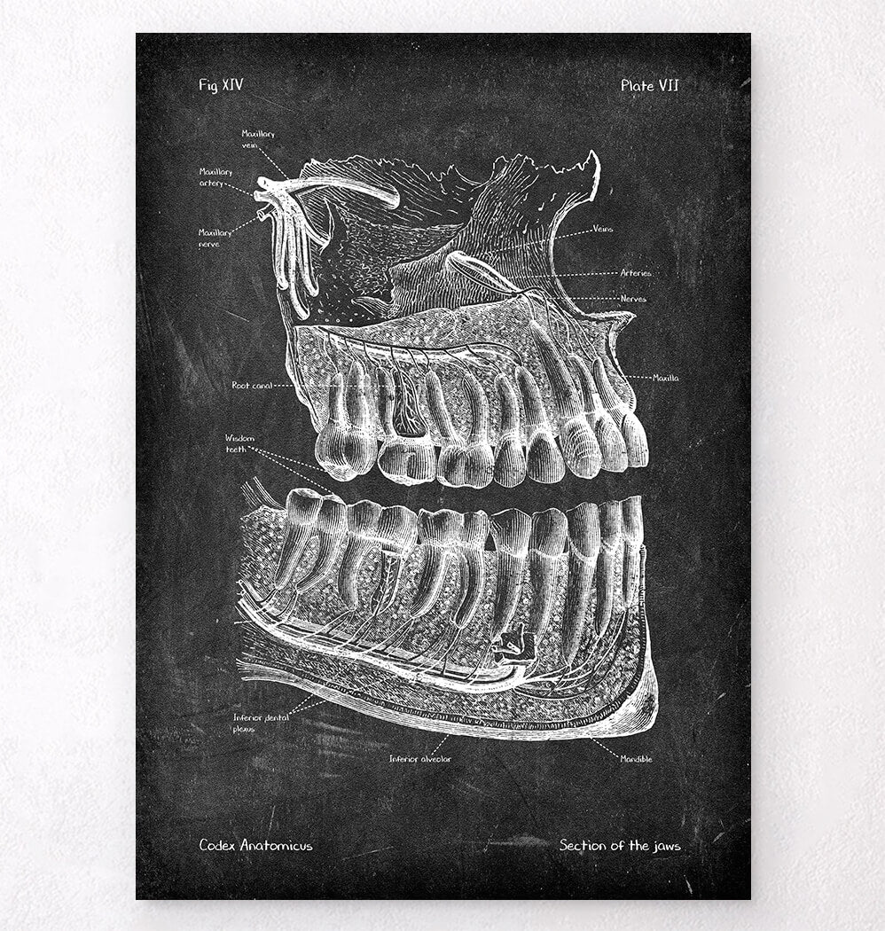 Teeth and jaws anatomy - Chalkboard - Codex Anatomicus