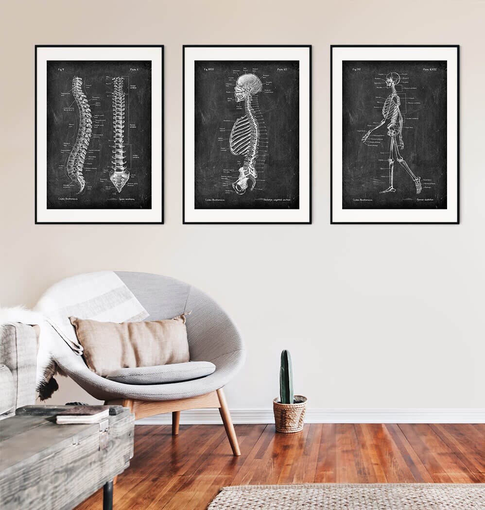 Anatomie du squelette - Tirage 'art - Codex Anatomicus