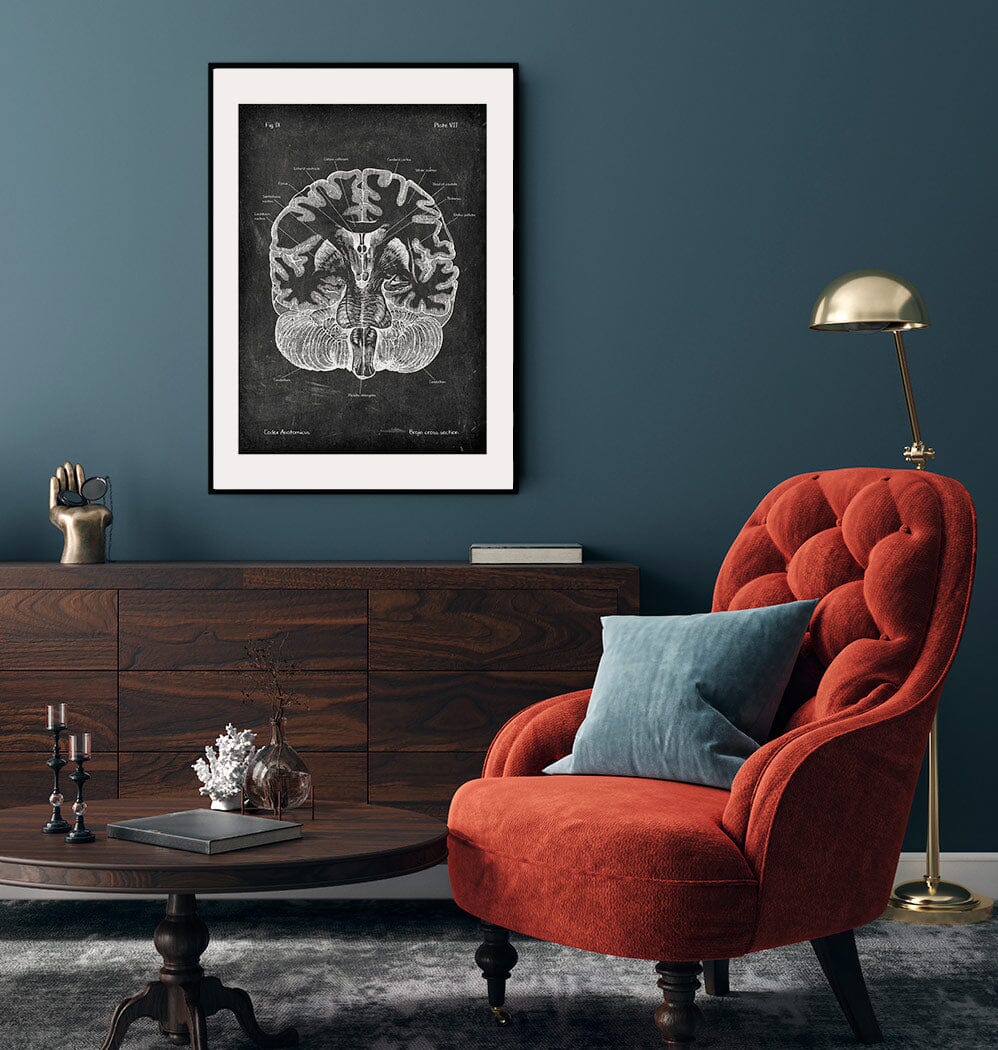 Brain cross section anatomy art - Chalkboard Style - Codex Anatomicus