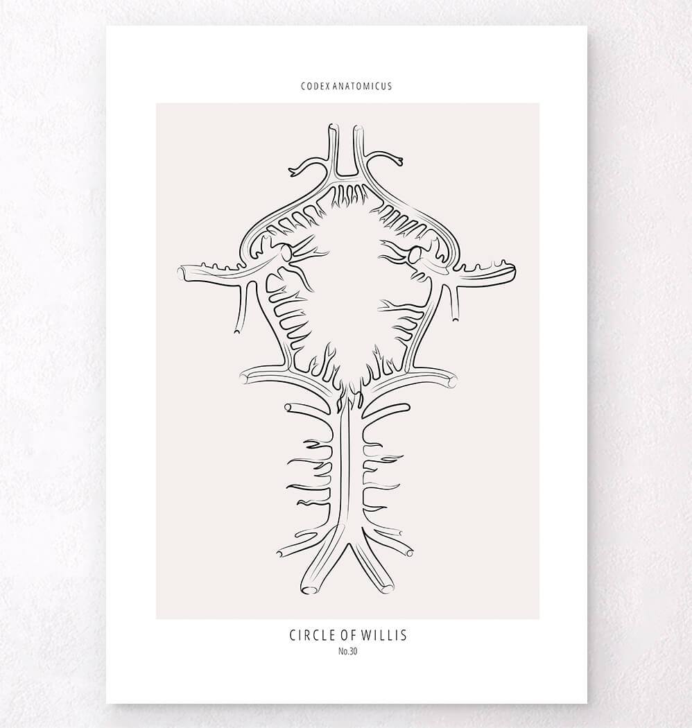 Anatomical Circle of Willis Line Art Print- Codex Anatomicus