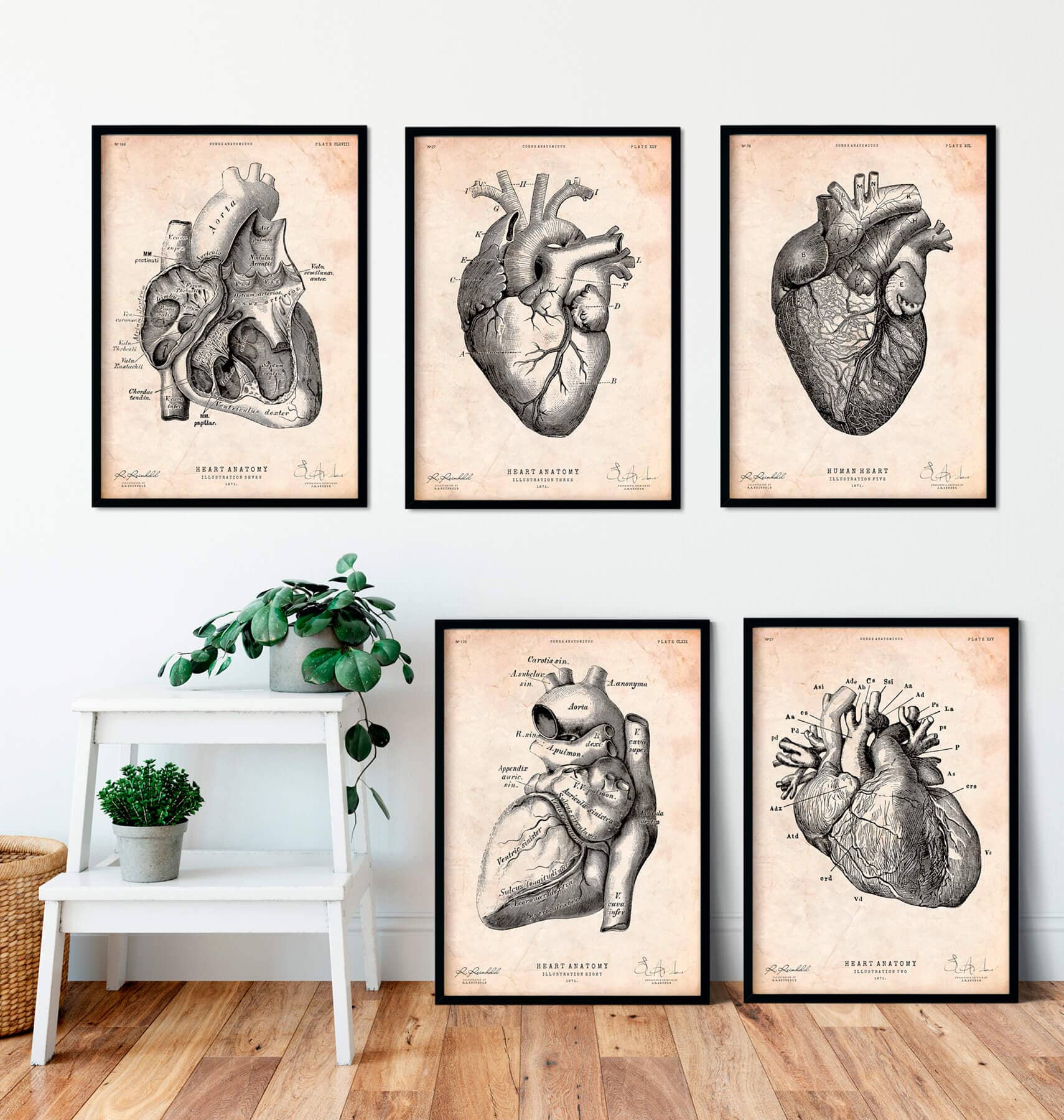 Vintage Heart Anatomy - Set of 5 - Codex Anatomicus
