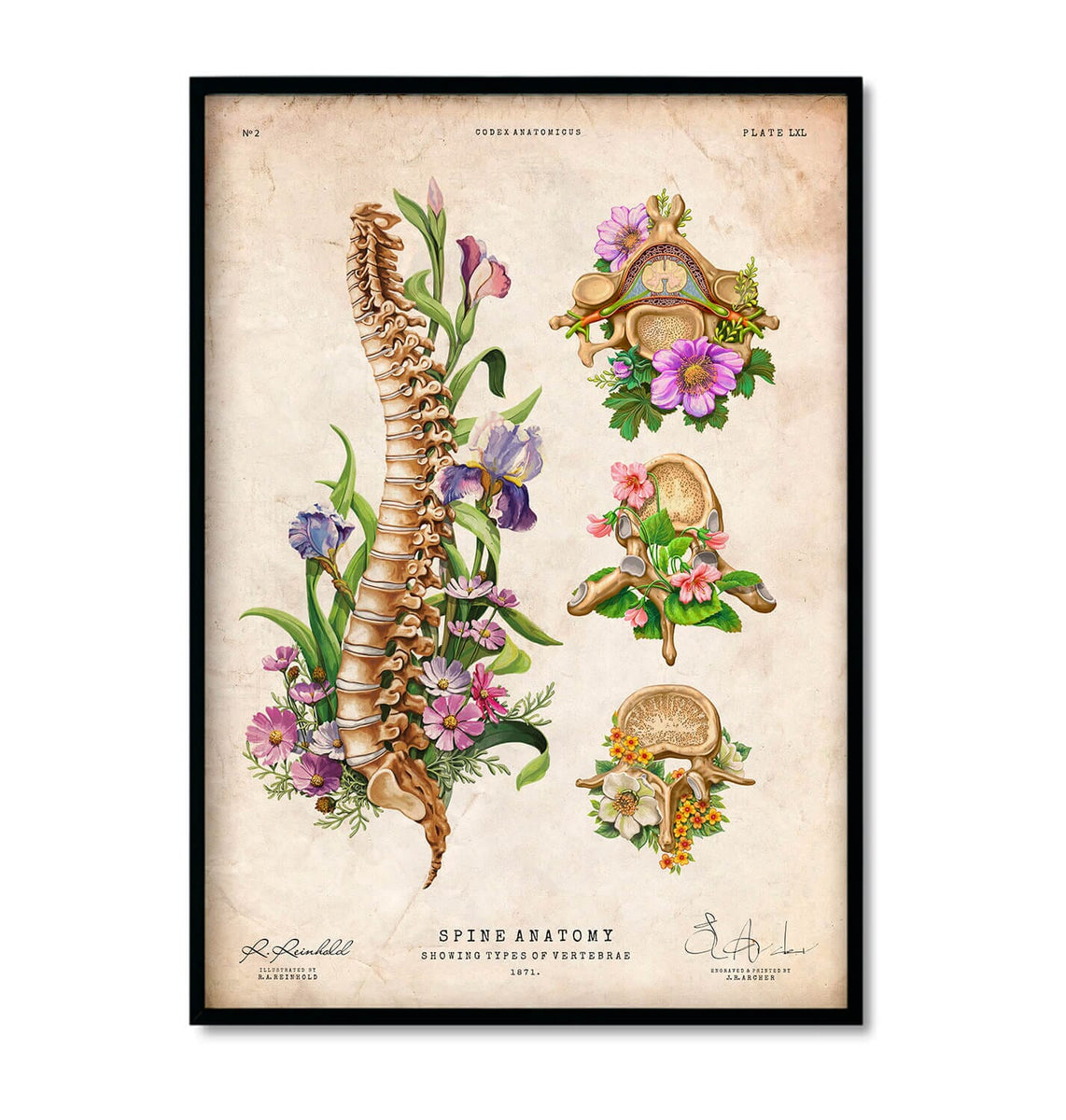 Spine & Back muscles Floral Anatomy Art Set of 3 - Codex Anatomicus