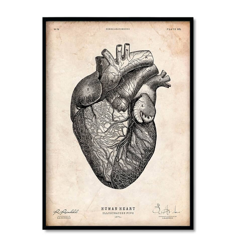 Vintage Heart Anatomy - Set of 5 - Codex Anatomicus