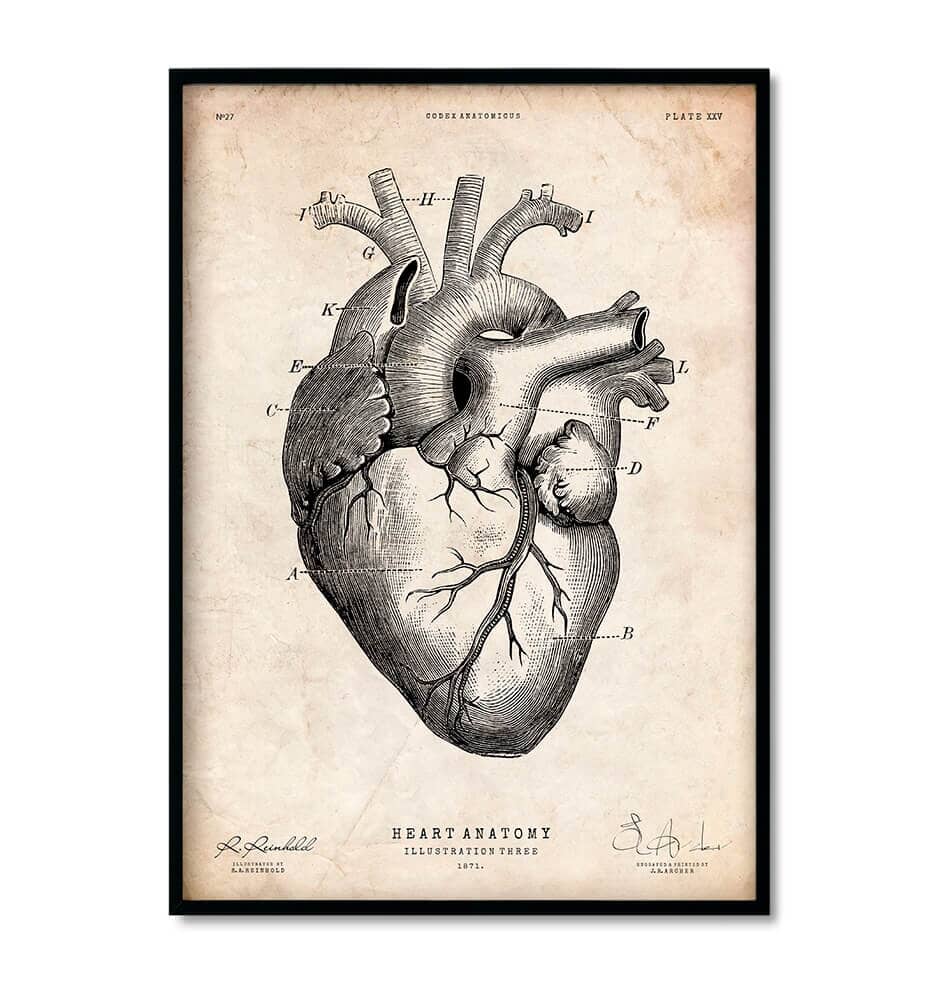 Heart anatomy Mix - Set of 5 - Codex Anatomicus
