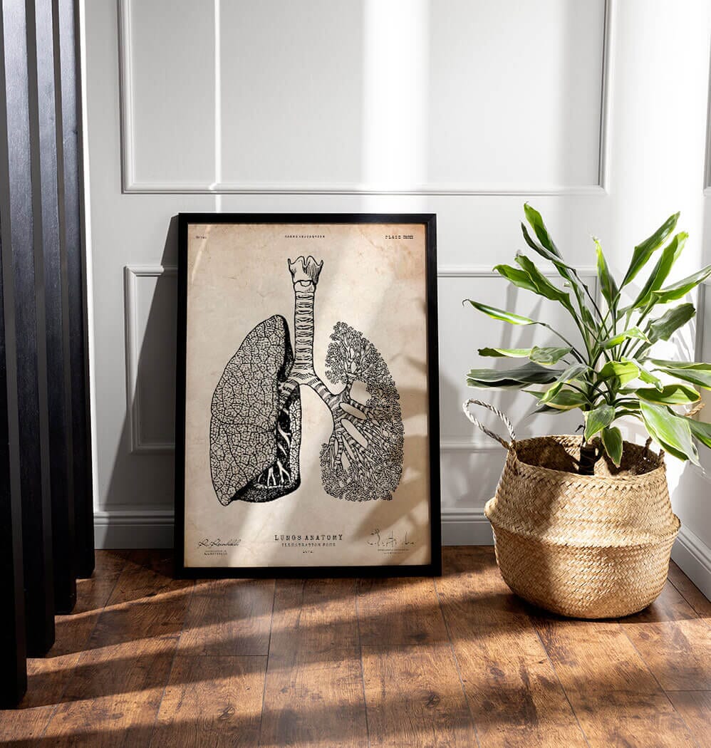 Lungs anatomy poster – Codex Anatomicus