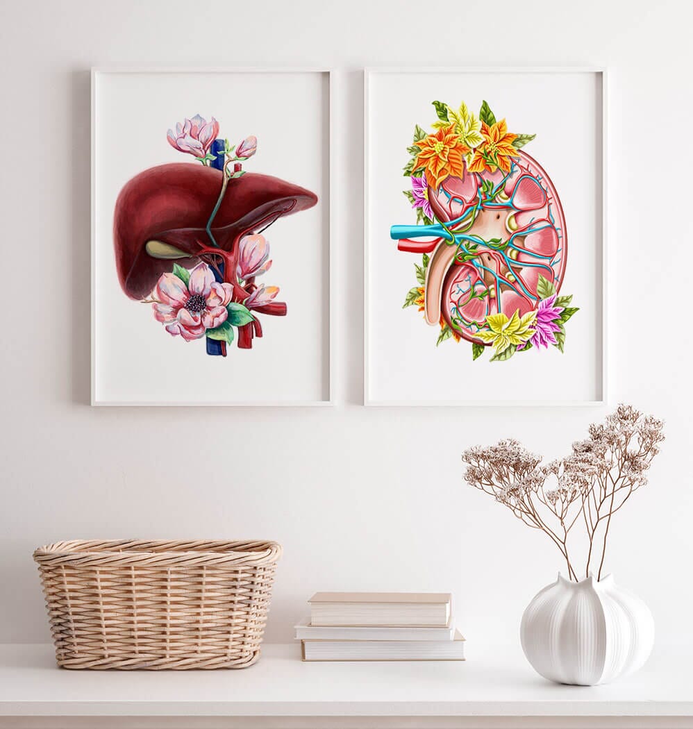 Floral watercolor kidney anatomy art print – Codex Anatomicus