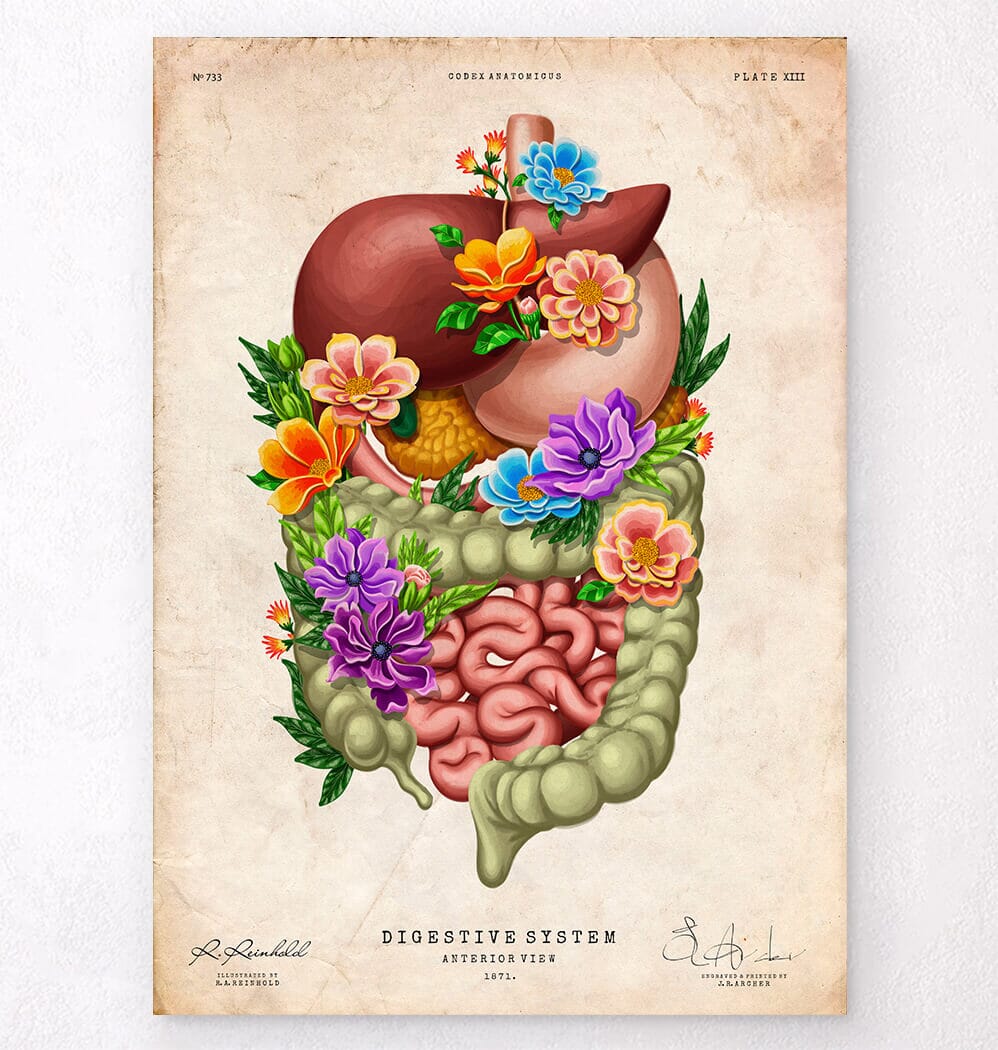 Digestive system anatomy art print by Codex Anatomicus
