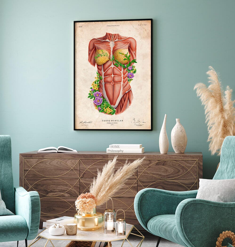 Female torso muscles - Anatomy Art - Codex Anatomicus