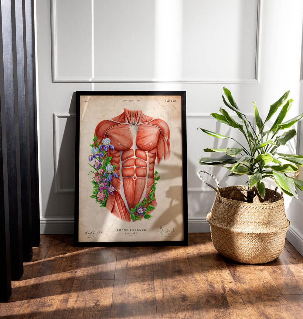 Male torso muscles - Anatomy Art - Codex Anatomicus