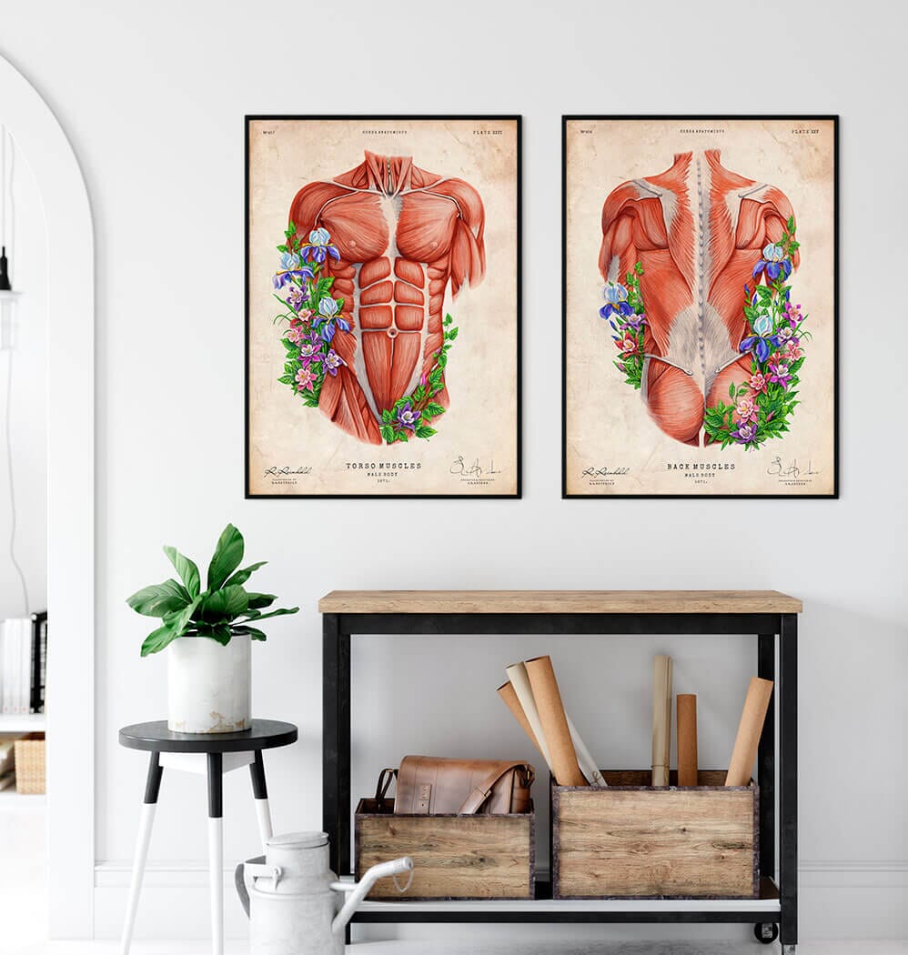 Male back muscles - Anatomy Art - Codex Anatomicus