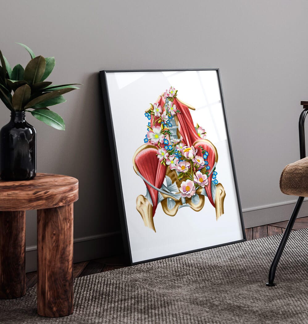 Iliacus and Psoas muscles anatomy - Codex Anatomicus