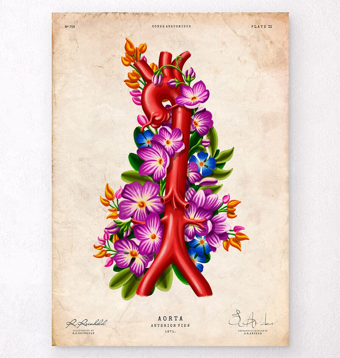 Aorta - Vintage Anatomie Poster - Codex Anatomicus®
