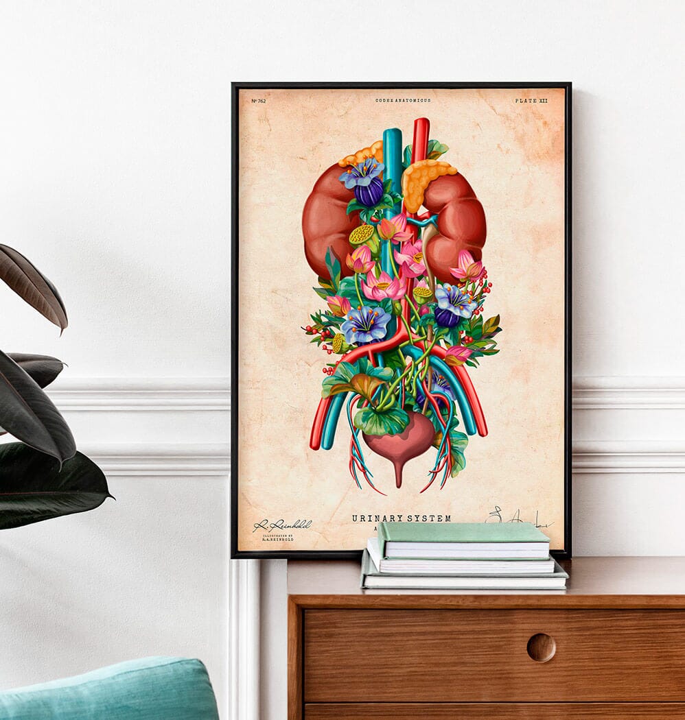 Floral urinary system anatomy art print – Codex Anatomicus