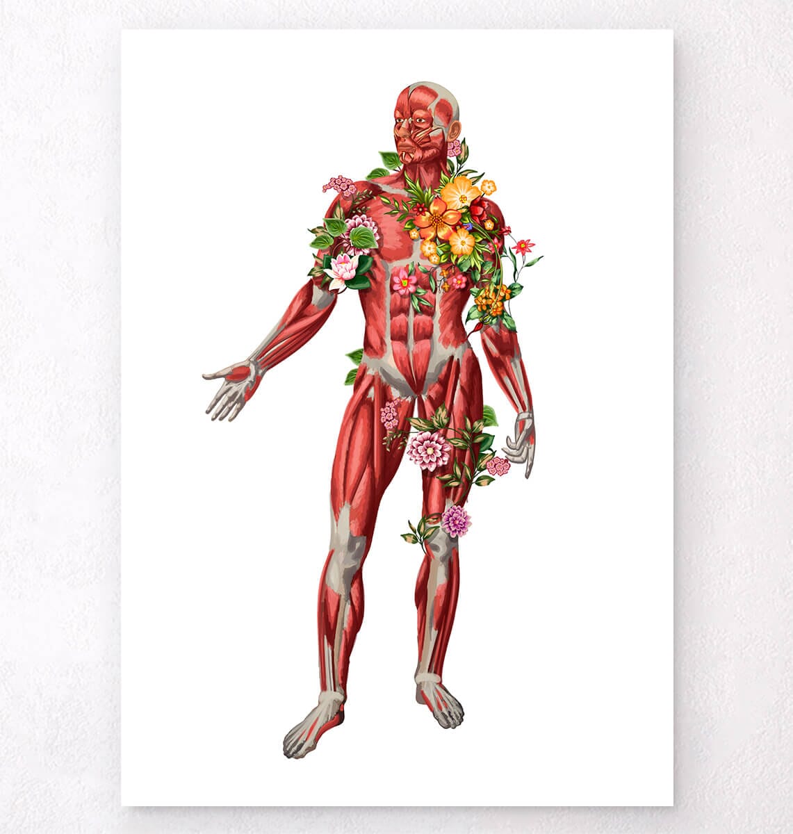 Color Full Body Muscle Anatomy MUSCLES OF THE HUMAN BODY CHART SIZE 45