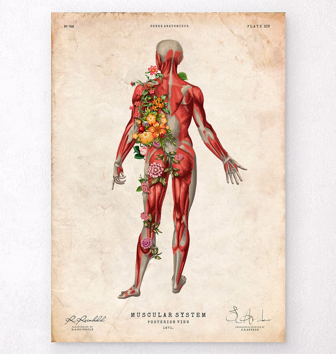 Muscles anatomy art - Codex Anatomicus
