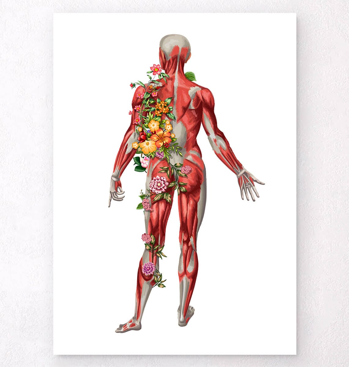 Muscles anatomy art - Codex Anatomicus