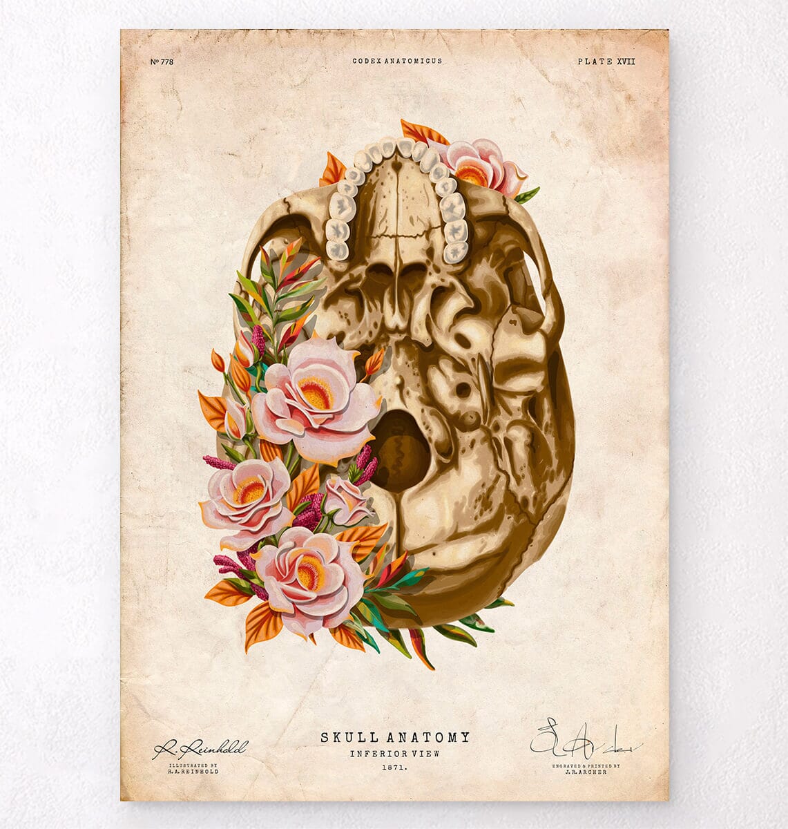 Skull inferior view poster – Codex Anatomicus