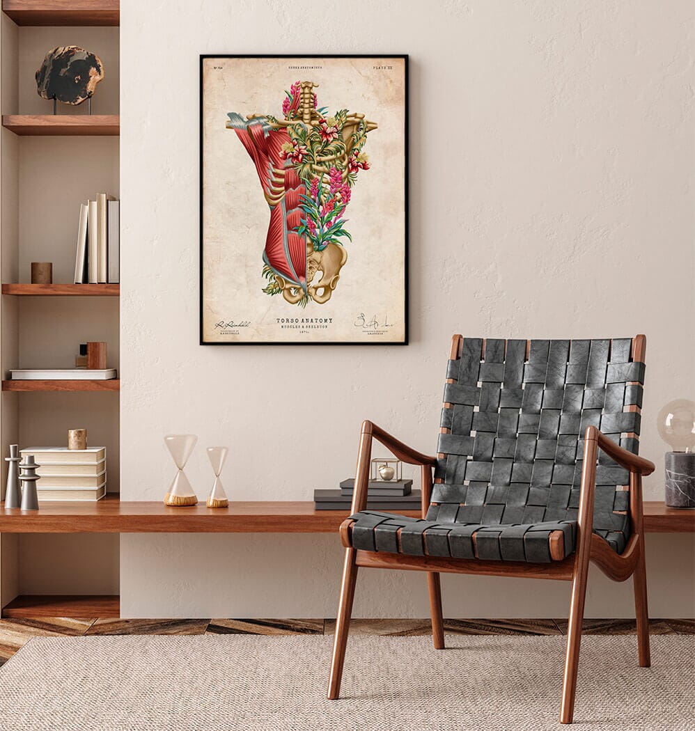 Torso muscles and bones - Anatomy Art - Codex Anatomicus