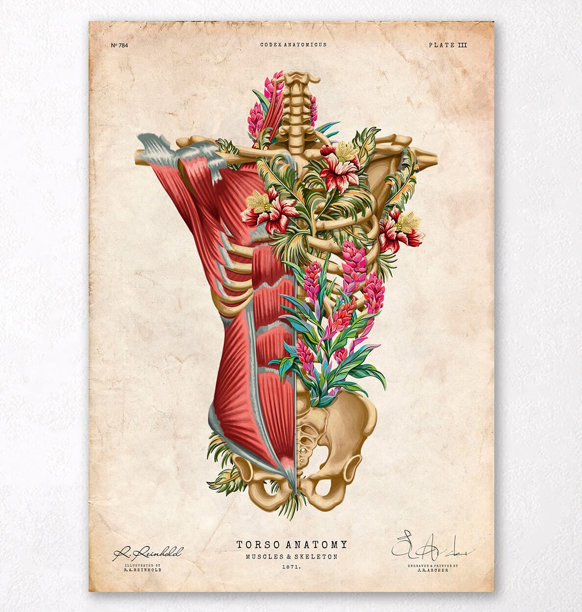 Torso muscles and bones - Anatomy Art - Codex Anatomicus