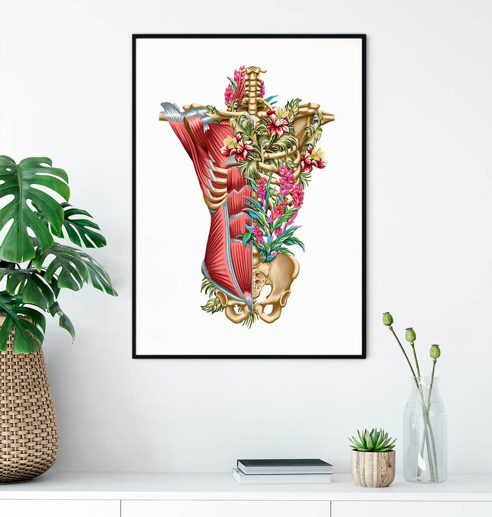 Torso muscles and bones - Anatomy Art - Codex Anatomicus