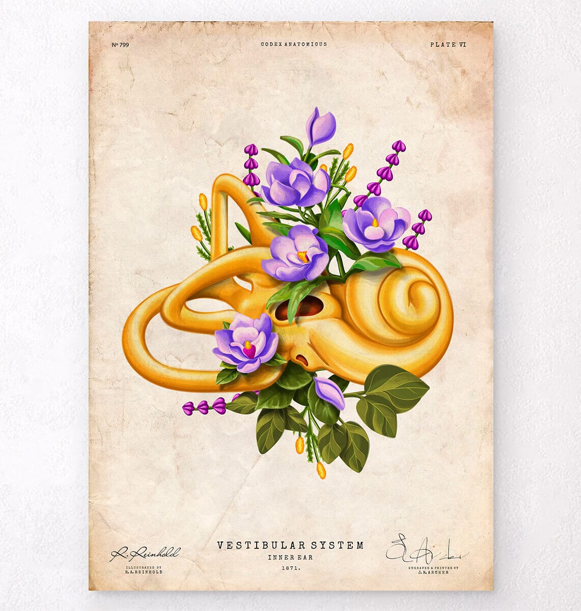 Vestibular system anatomy art print - Codex Anatomicus