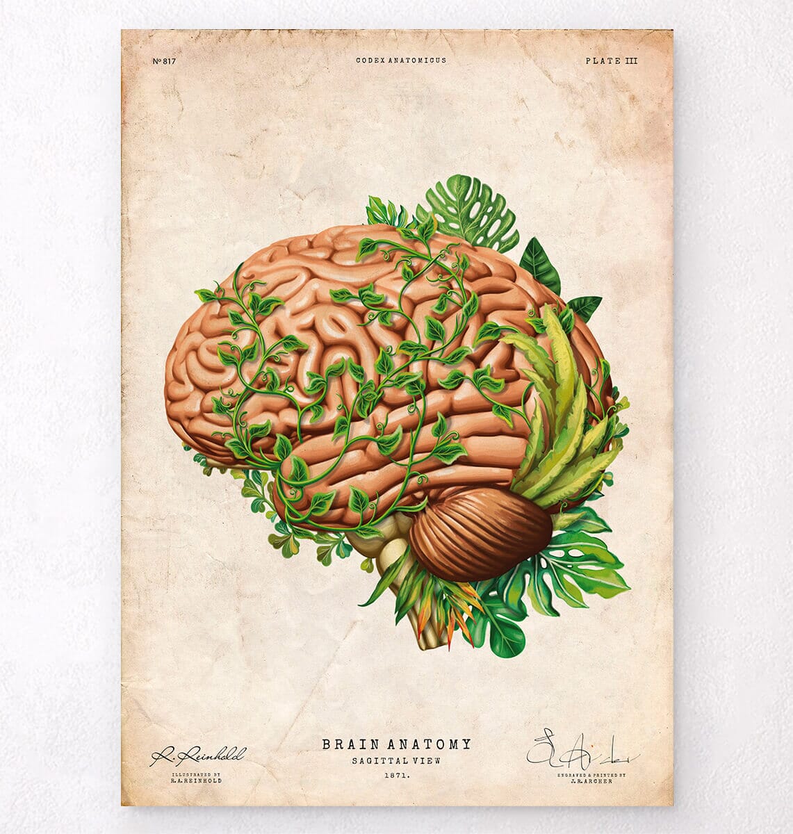 Floral brain anatomy art print - Codex Anatomicus