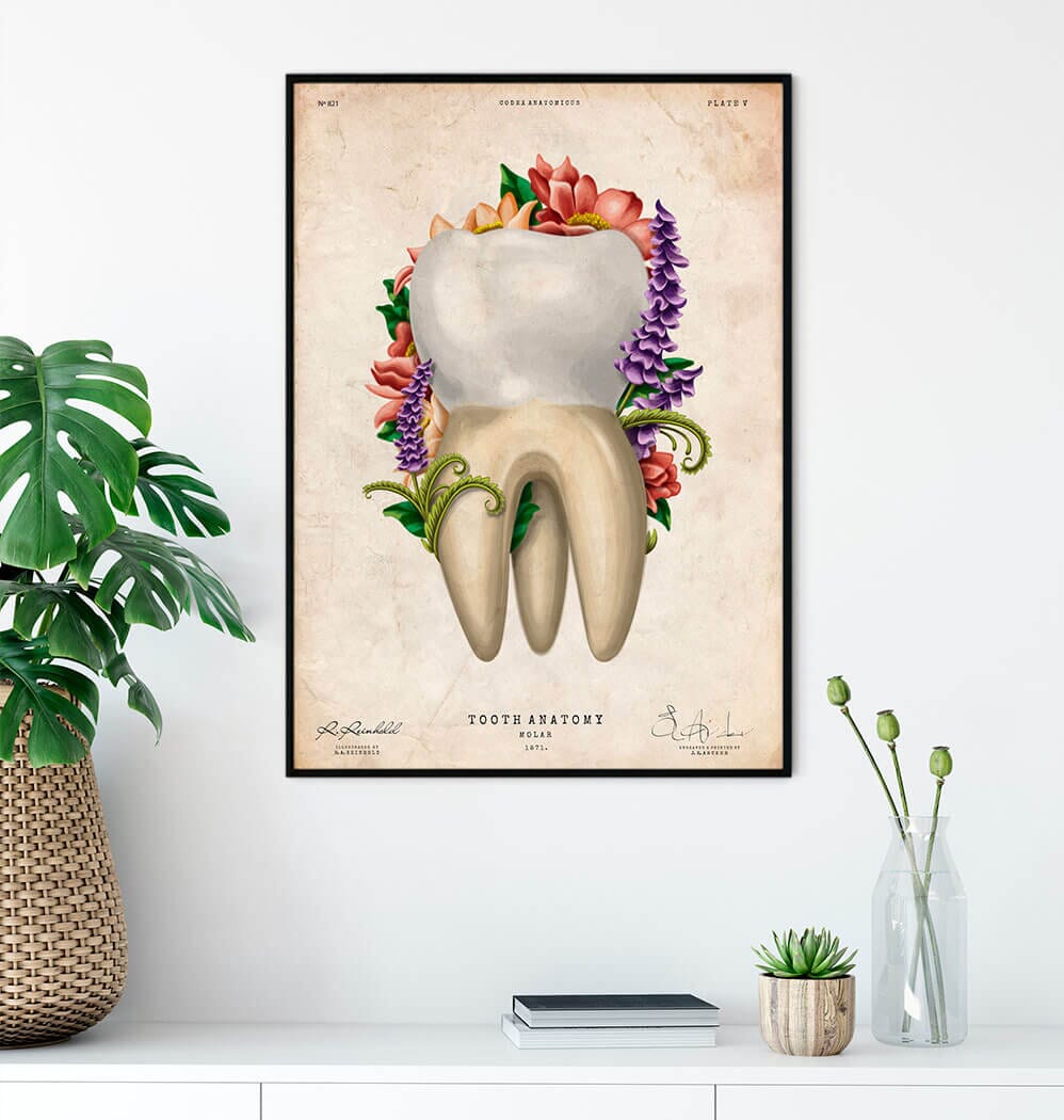 Floral dental anatomy art print - Codex Anatomicus
