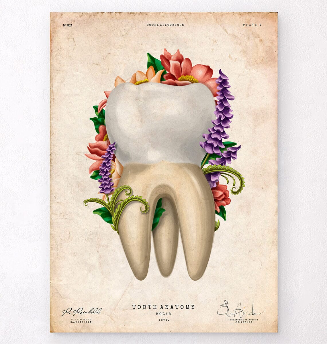 Floral dental anatomy art print - Codex Anatomicus
