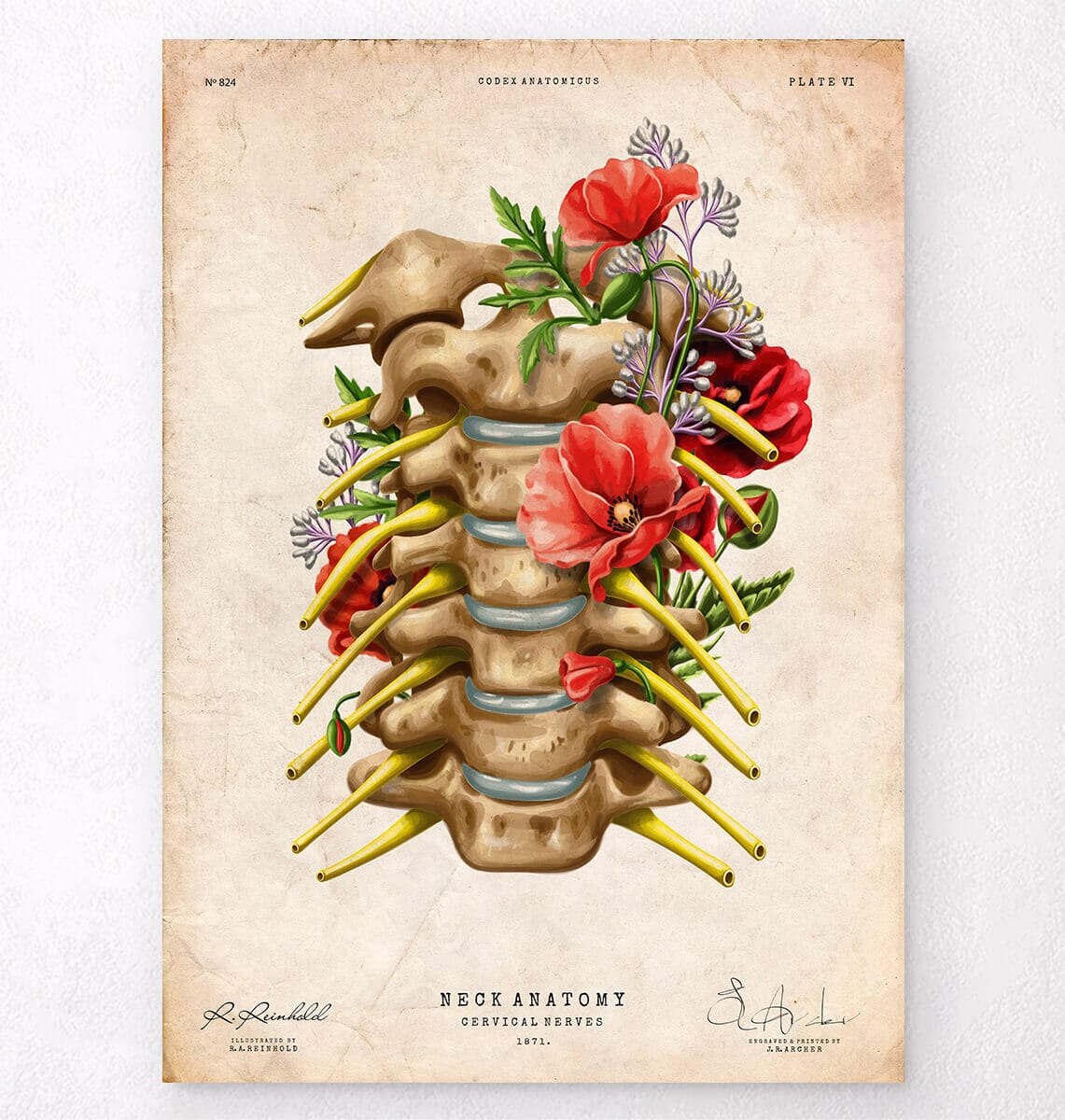 Cervical spinal nerves anatomy with flowers anatomy art diagram – Codex ...