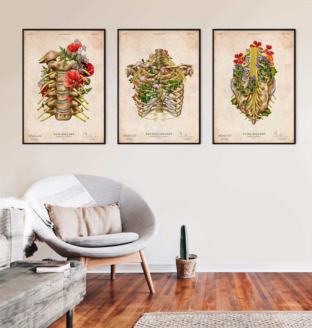 Sacral spinal nerves anatomy with flowers anatomy art diagram – Codex ...