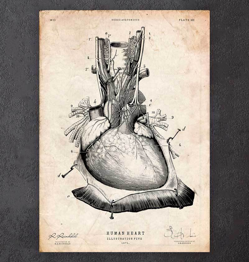 Heart anatomy diagram - Codex Anatomicus