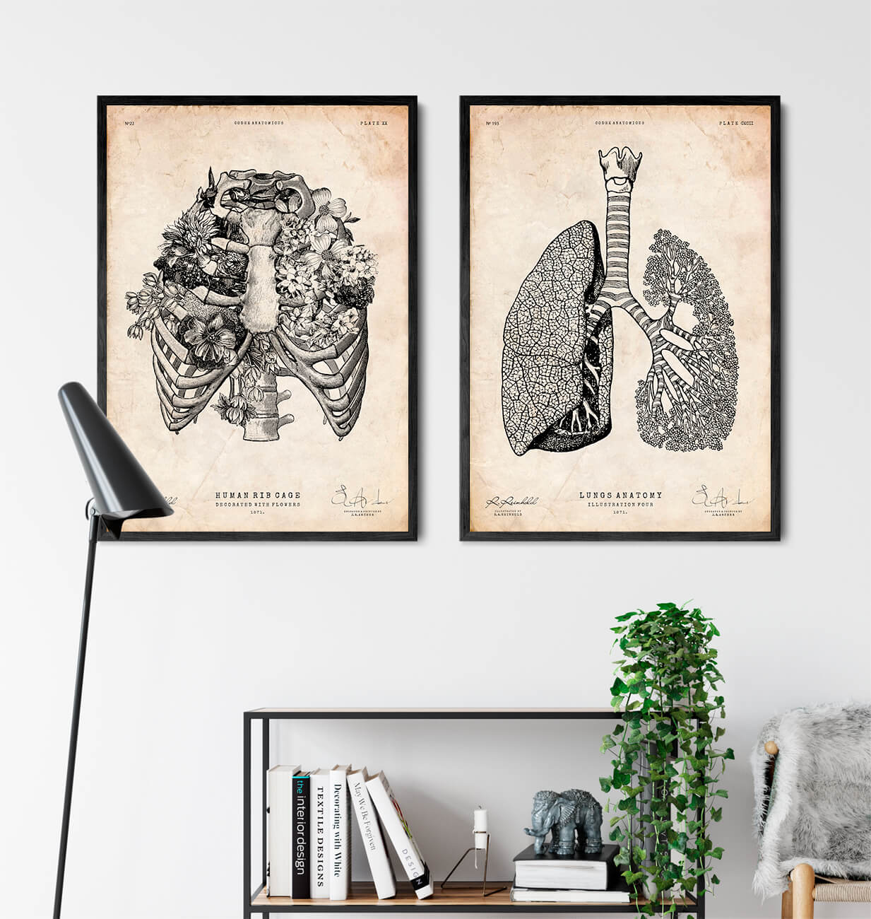 Rib cage print - Vintage Anatomy Poster - Codex Anatomicus
