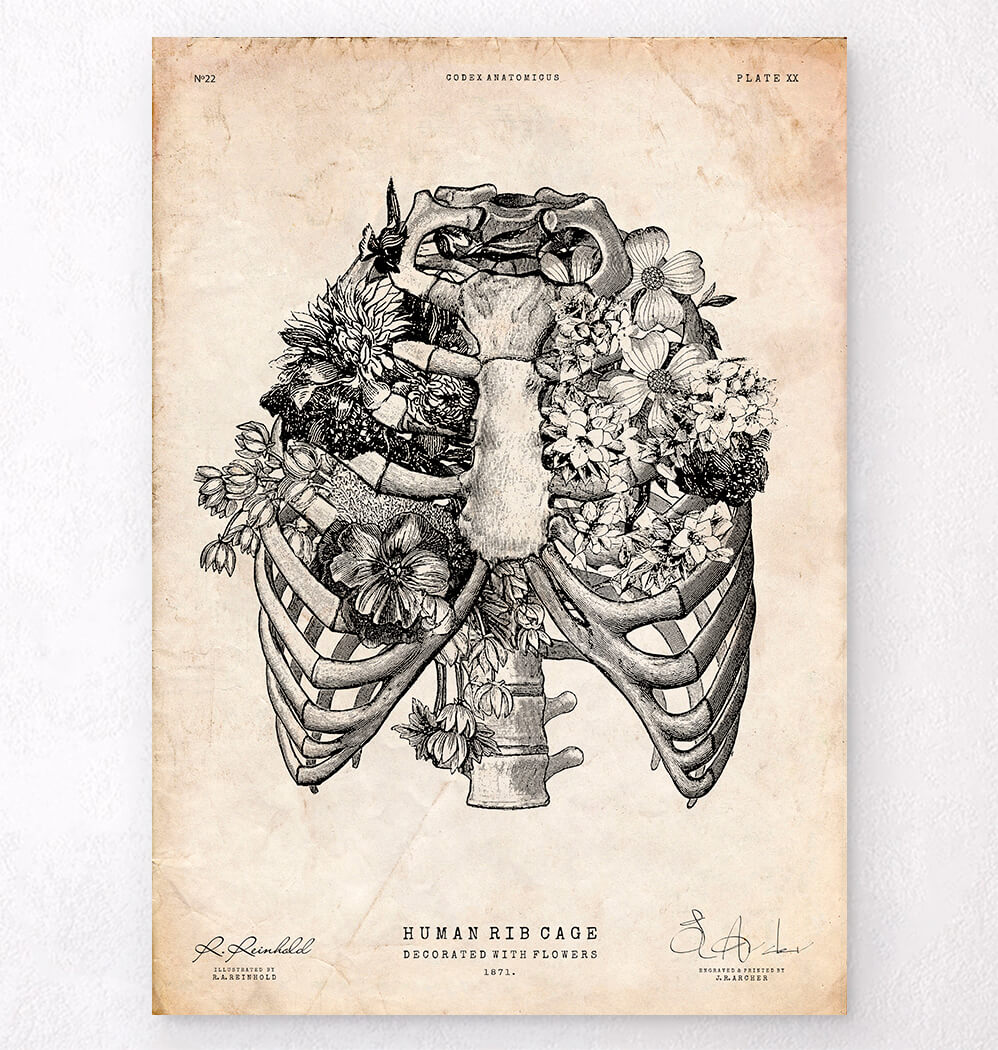 Rib cage print - Vintage Anatomy Poster - Codex Anatomicus