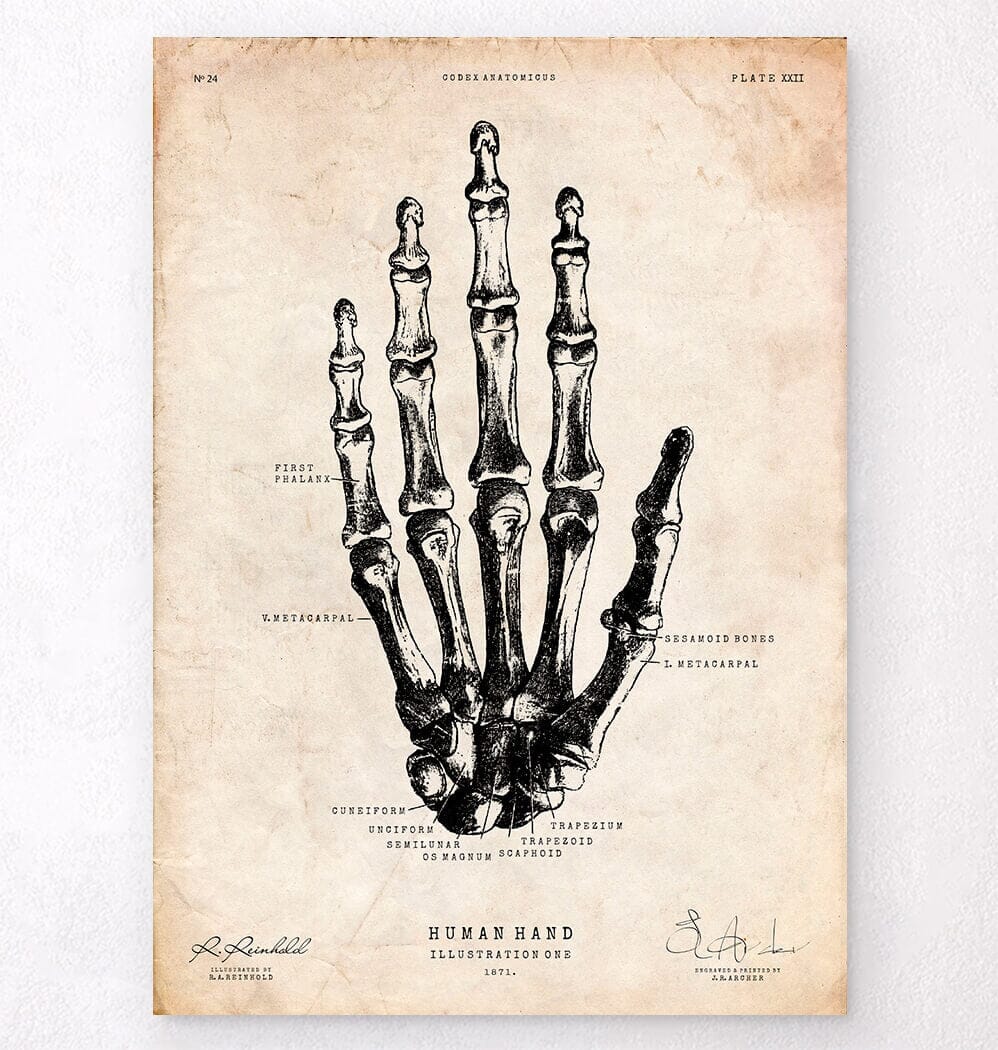 Human hand anatomy print - Codex Anatomicus