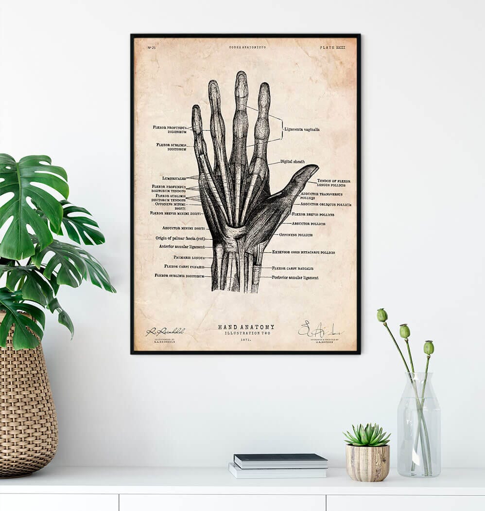 Hand anatomy poster - Codex Anatomicus