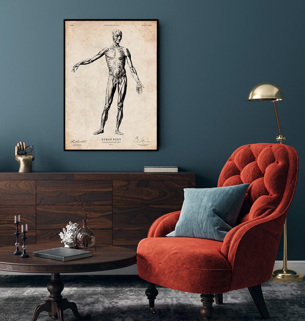 Human anatomy diagram - Codex Anatomicus