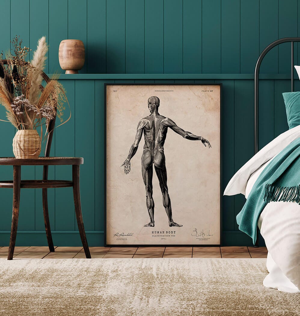 Human anatomy chart - Codex Anatomicus