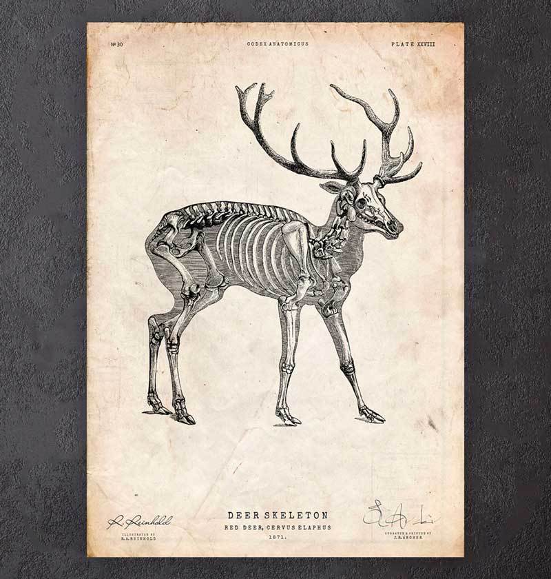 Deer anatomy poster – Codex Anatomicus