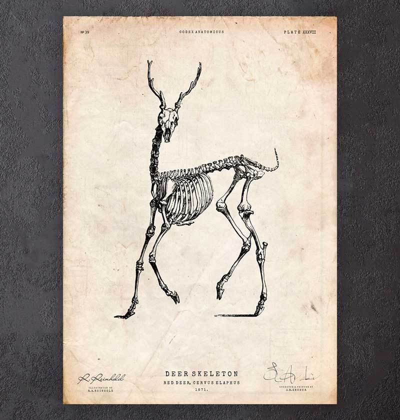 Deer skeleton art print – Codex Anatomicus
