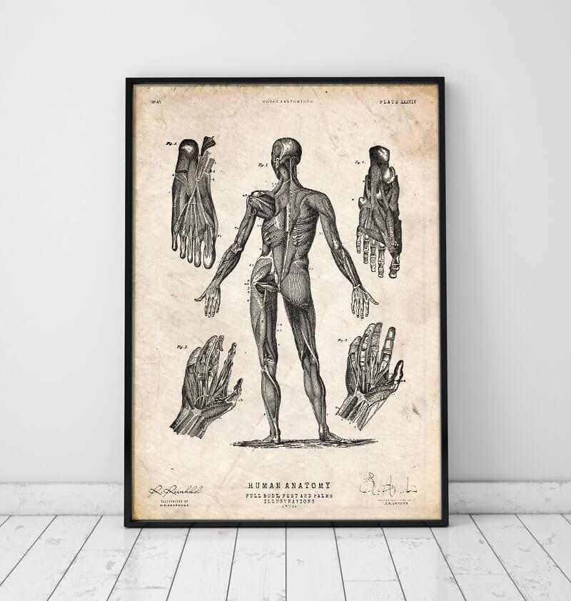 Full body human anatomy print III – Codex Anatomicus