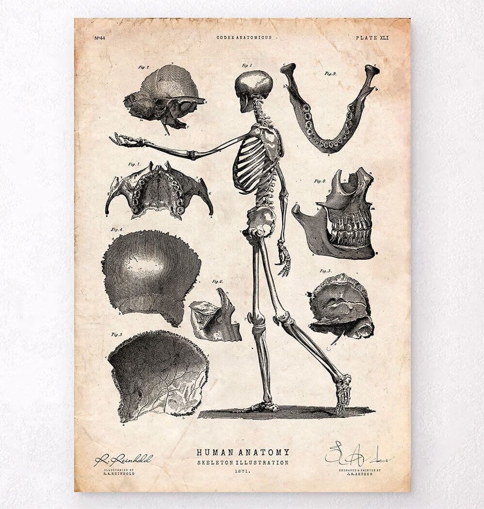 Human skeleton print - Codex Anatomicus