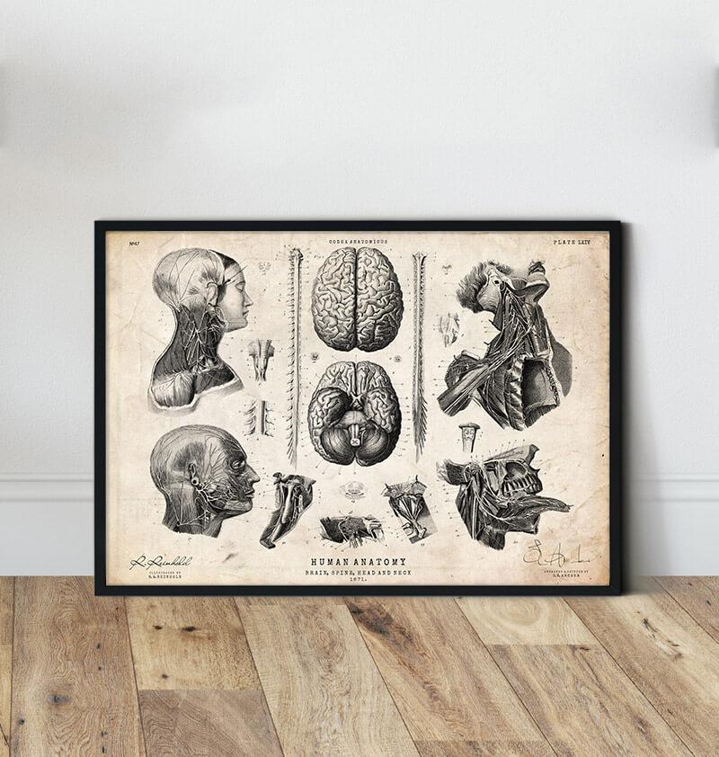 Brain anatomy art - Codex Anatomicus