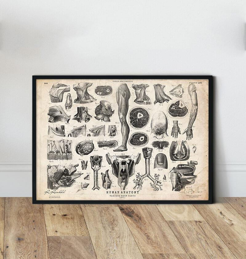 Human anatomy chart - Codex Anatomicus