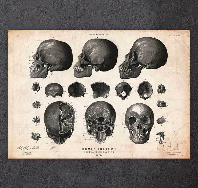 Human skull print VII - Codex Anatomicus