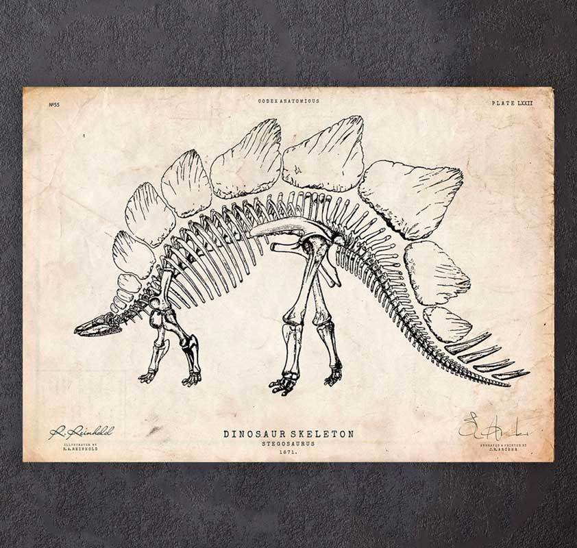 Dinosaur skeleton poster - Stegosaurus – Codex Anatomicus
