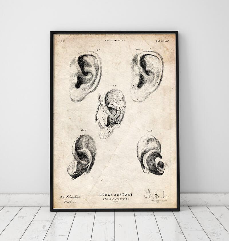 Ear anatomy poster – Codex Anatomicus
